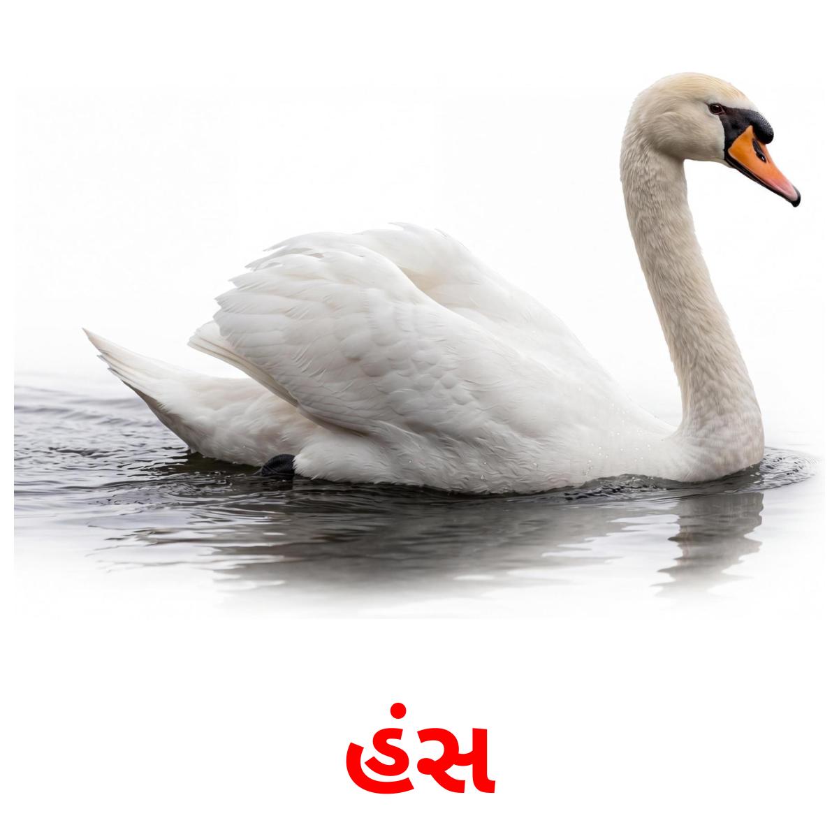 19 Printable Wild birds Flashcards in Gujarati (Free PDF)