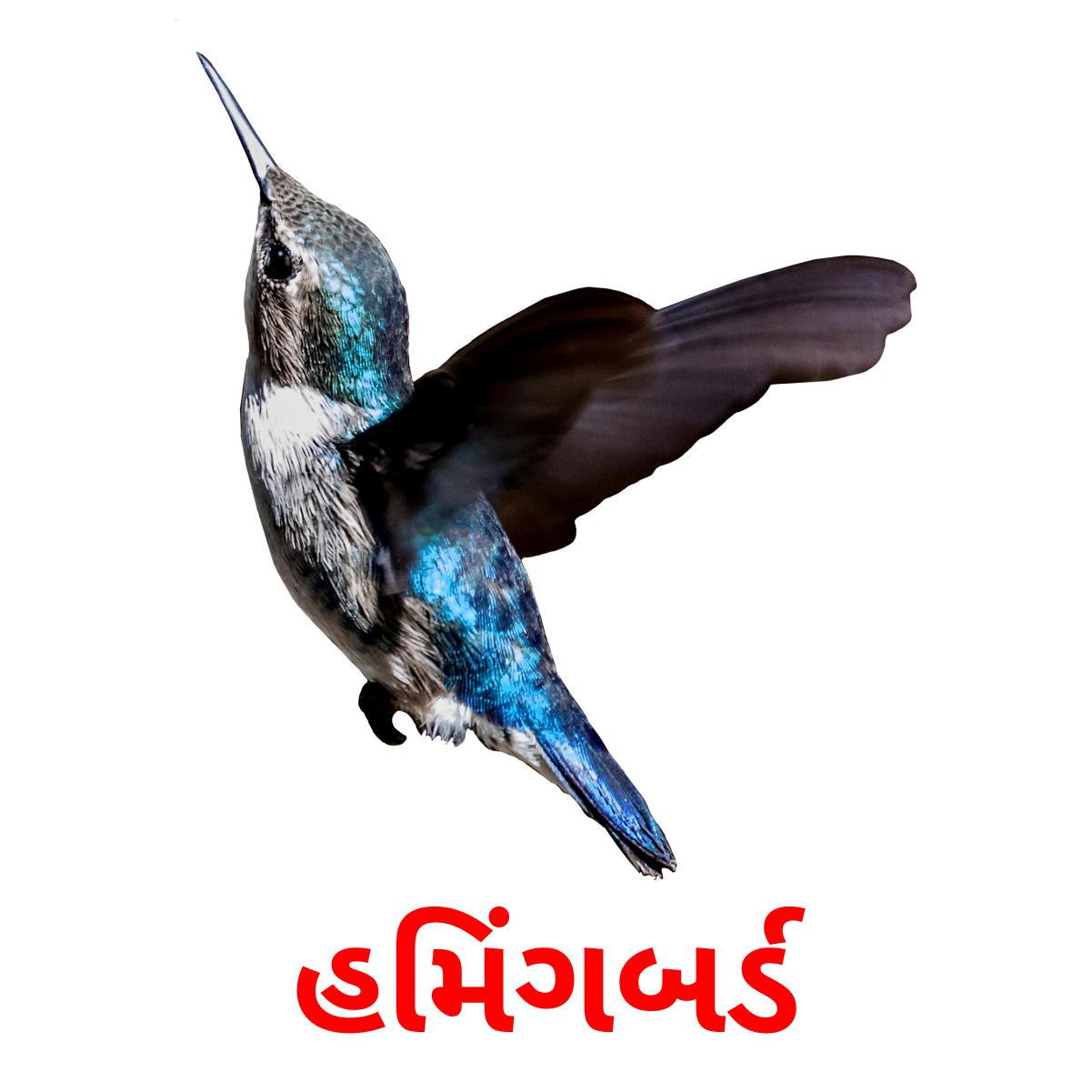 19 Printable Wild birds Flashcards in Gujarati (Free PDF)