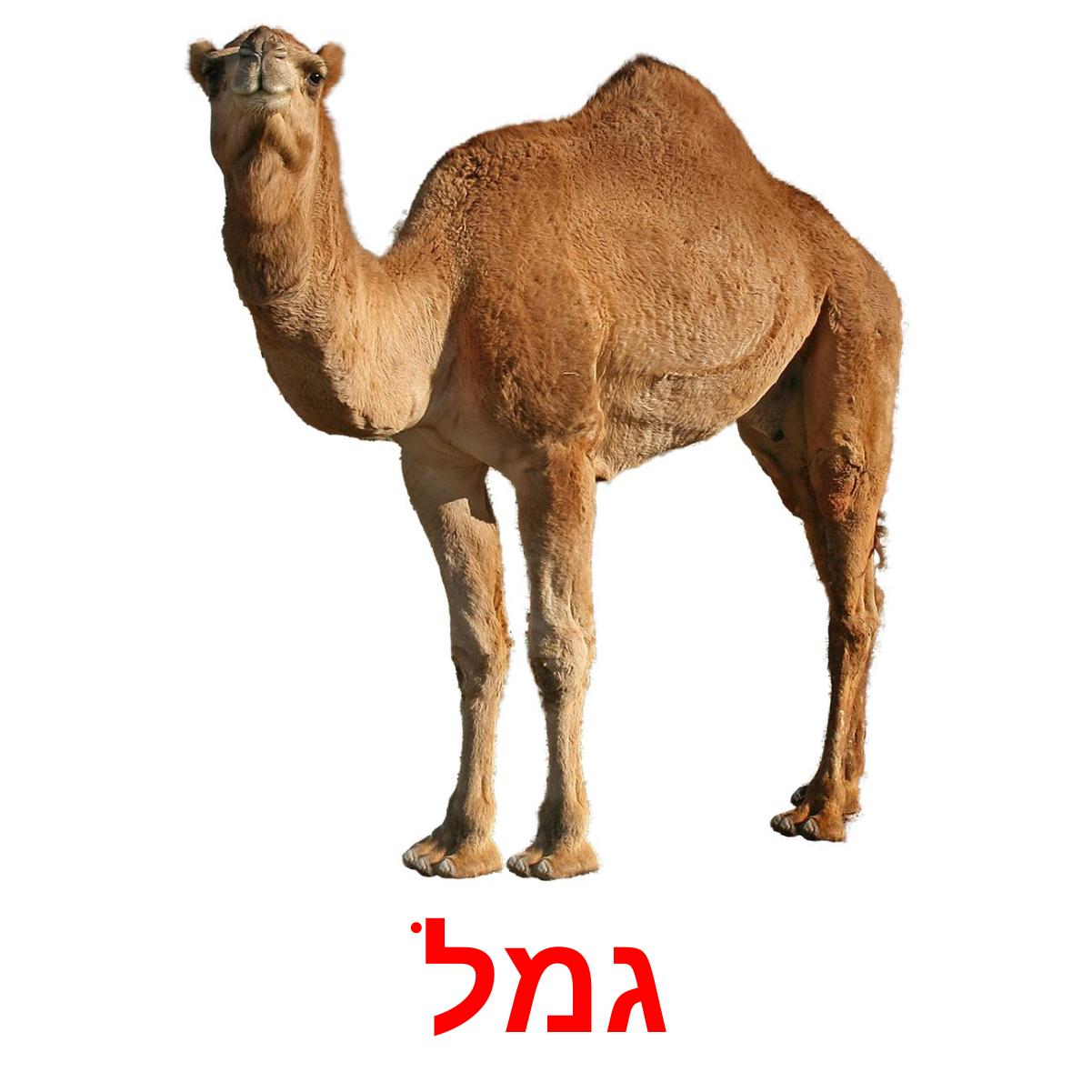 16 Printable Farm animals Flashcards in Hebrew (Free PDF)