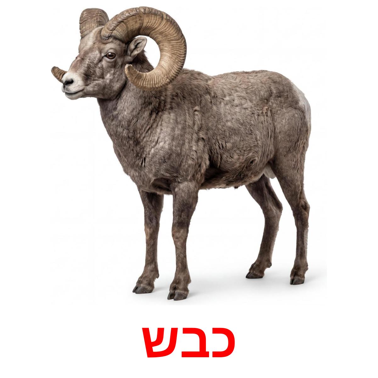 16 Printable Farm animals Flashcards in Hebrew (Free PDF)