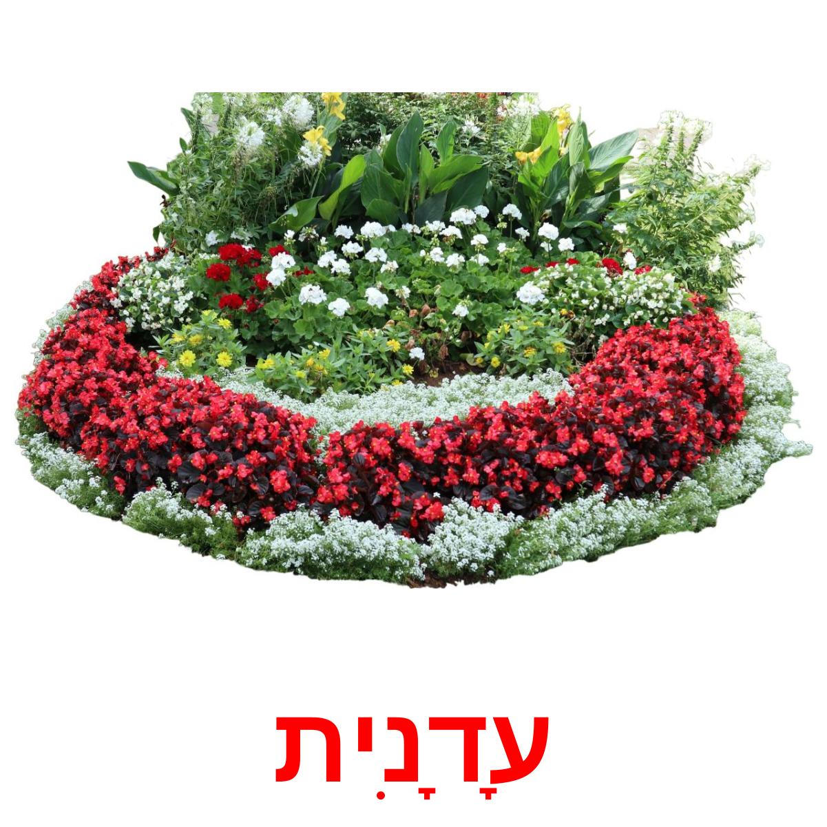 19 Printable Garden Flashcards in Hebrew (Free PDF)