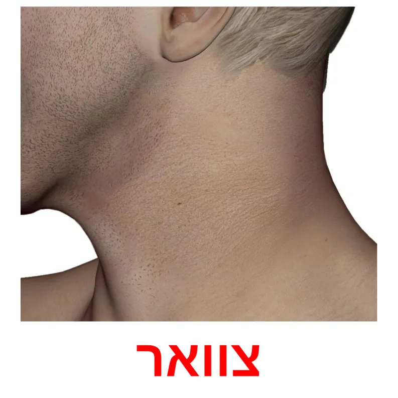 26 FREE Body Parts Flashcards | PDF | Hebrew Words
