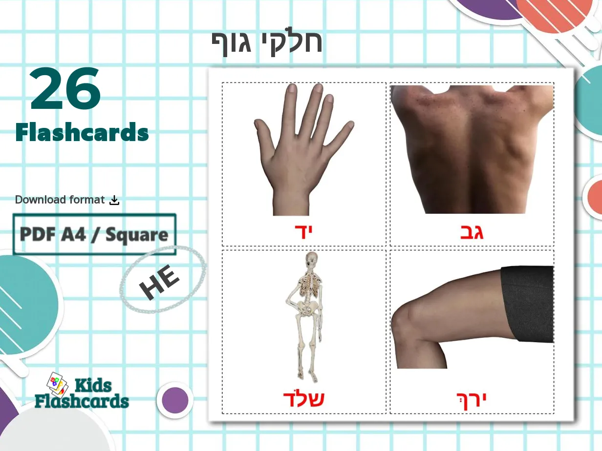 26 Printable Body Parts Flashcards in Hebrew (Free PDF)