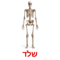 26 Printable Body Parts Flashcards in Hebrew (Free PDF)