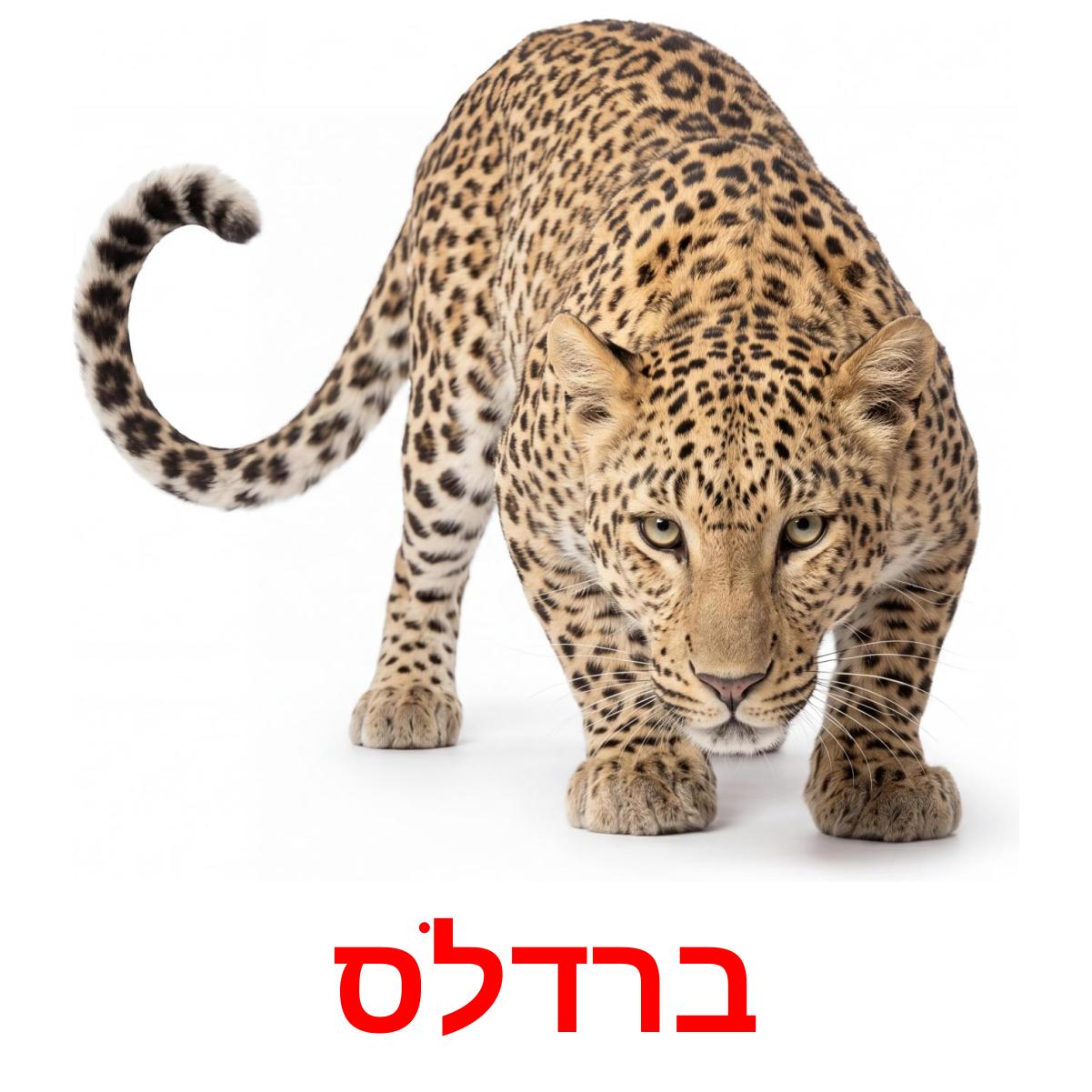 22 Printable Jungle animals Flashcards in Hebrew (Free PDF)