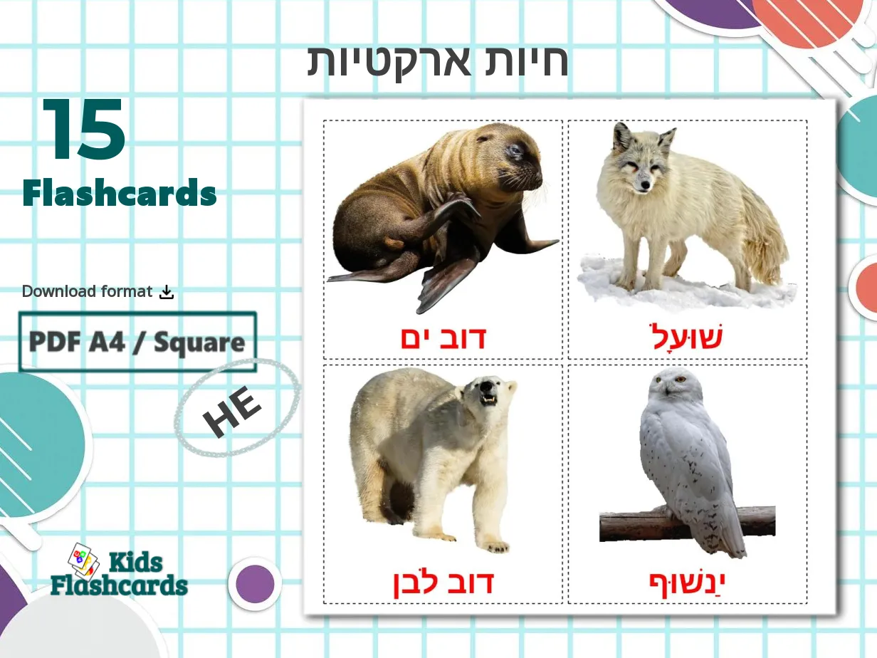 15 FREE Arctic animals Flashcards | PDF | Hebrew Words