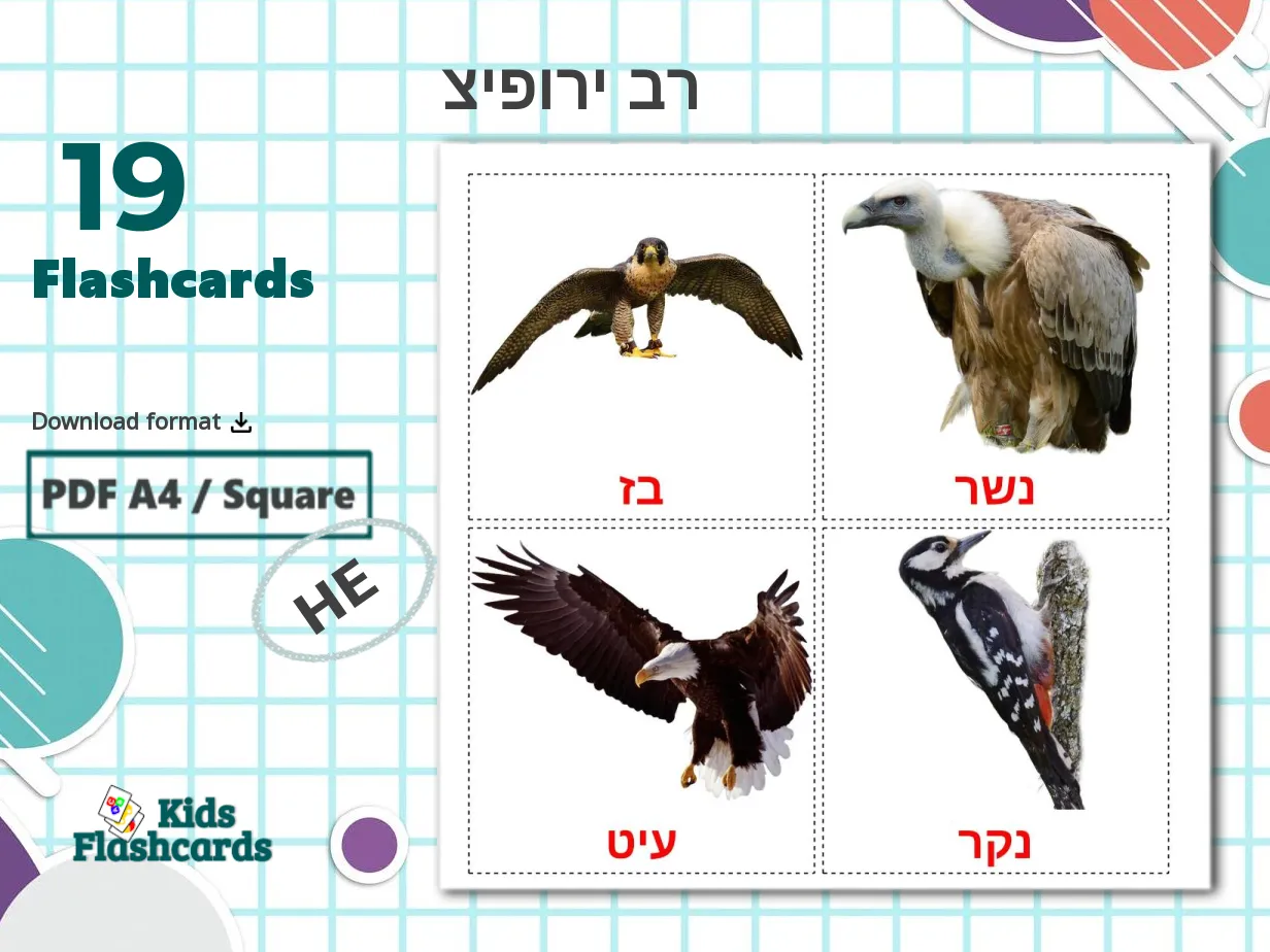 19 Printable Wild birds Flashcards in Hebrew (Free PDF)
