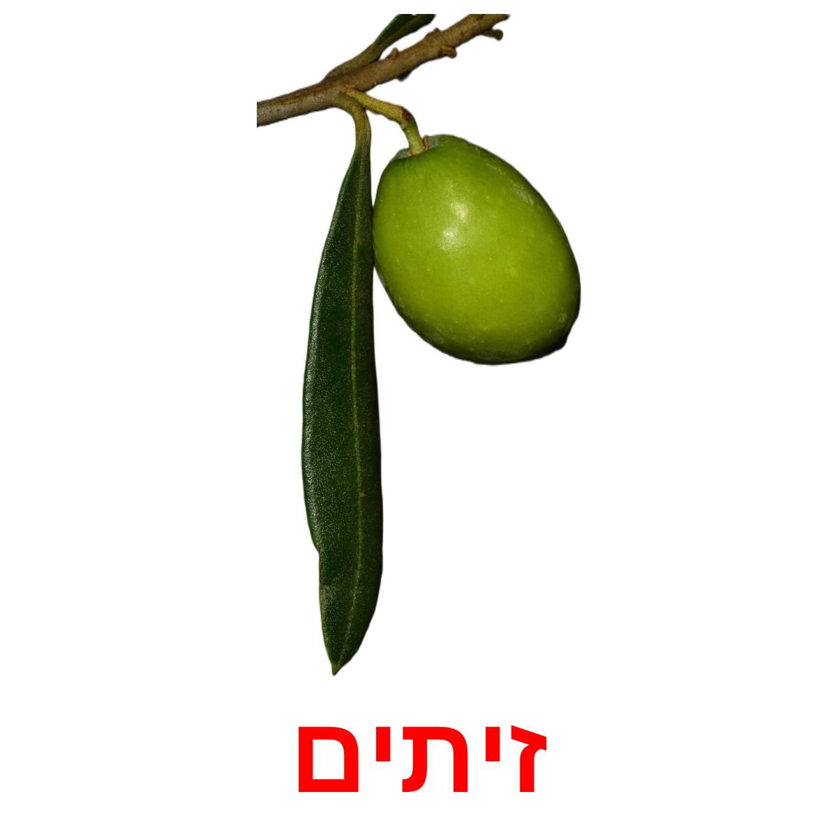 30 Printable Vegetables Flashcards in Hebrew (Free PDF)