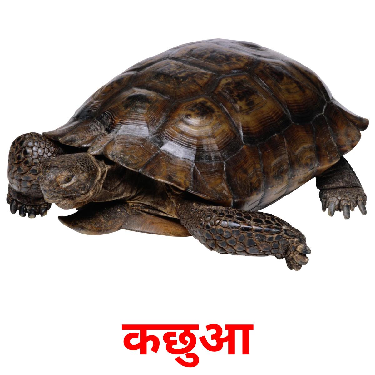 141 FREE Hindi Animals Flashcards | PDF