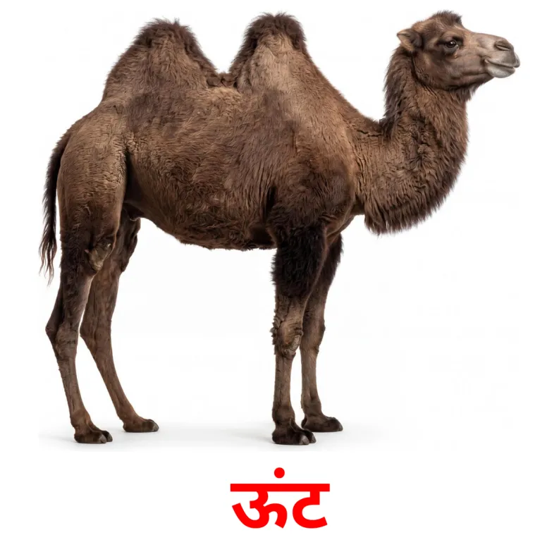 134 FREE Hindi Animals Flashcards | PDF