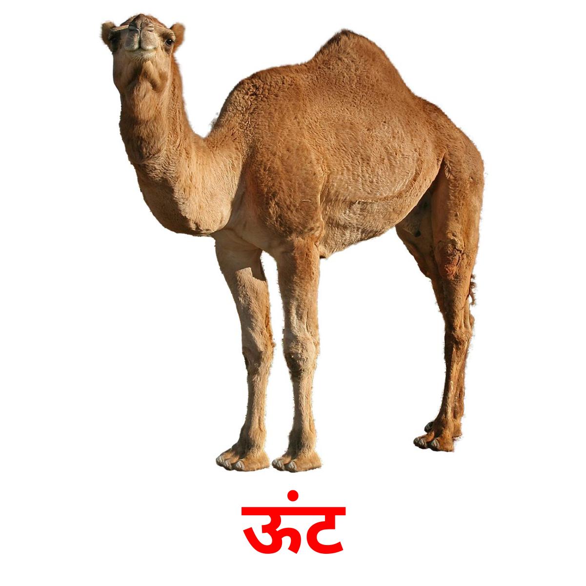 16 Printable Farm animals Flashcards in Hindi (Free PDF)