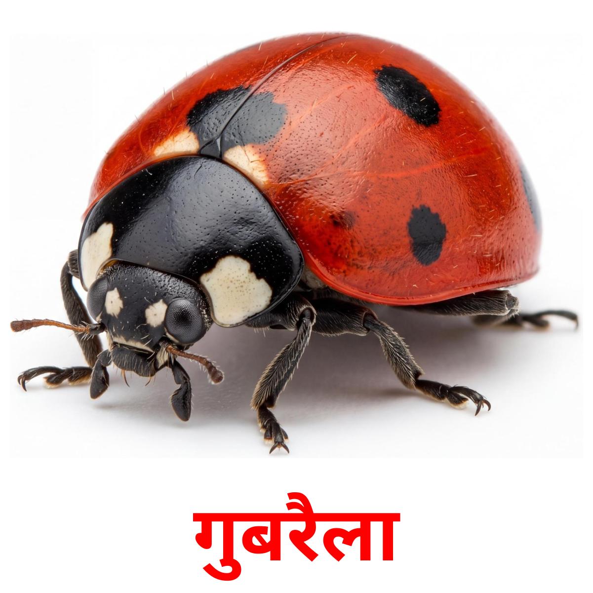 24 GRATIS Insecten Leerkaarten voor Kinderen in 4 PDF formaten | Hindi ...