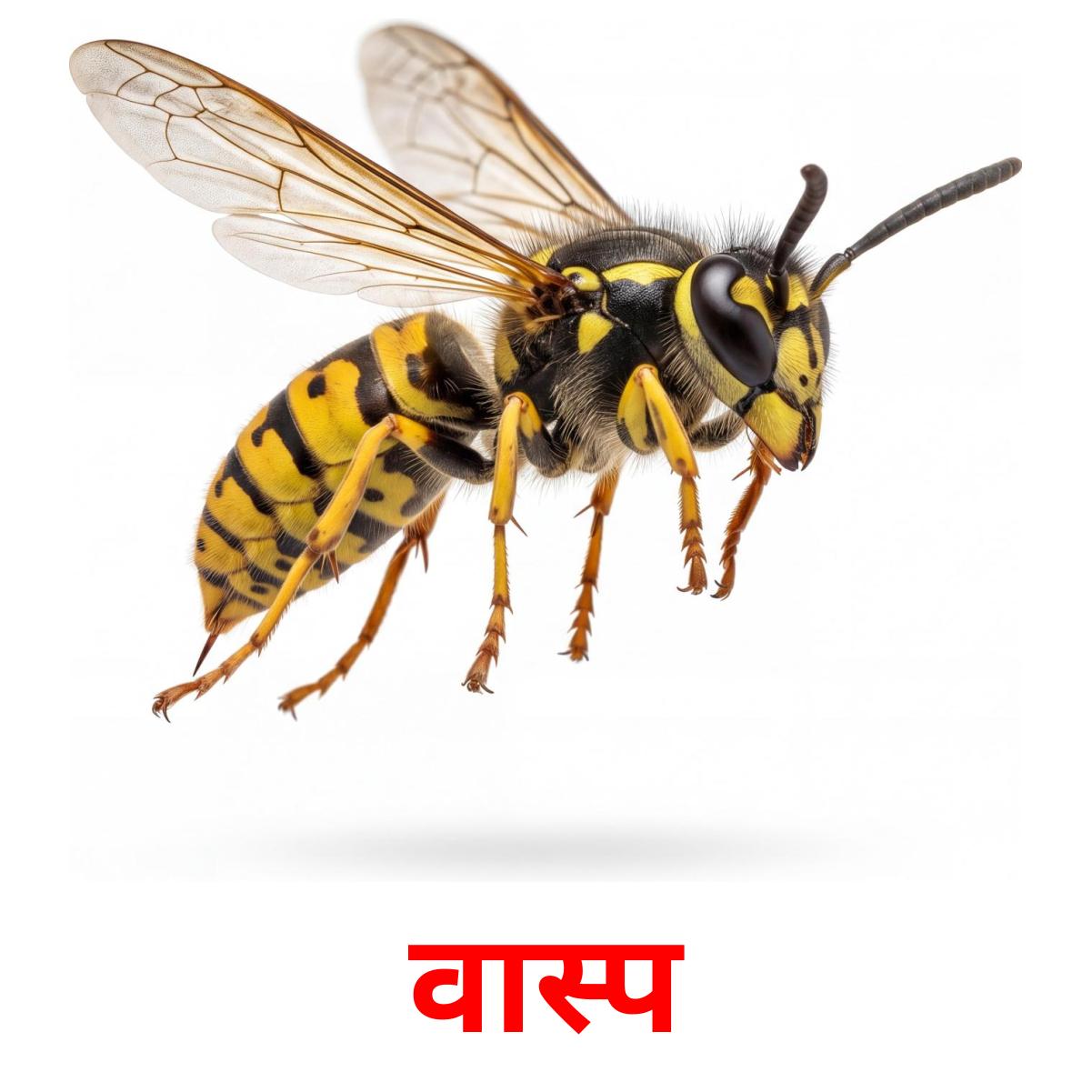 24 Printable Insects Flashcards in Hindi (Free PDF)