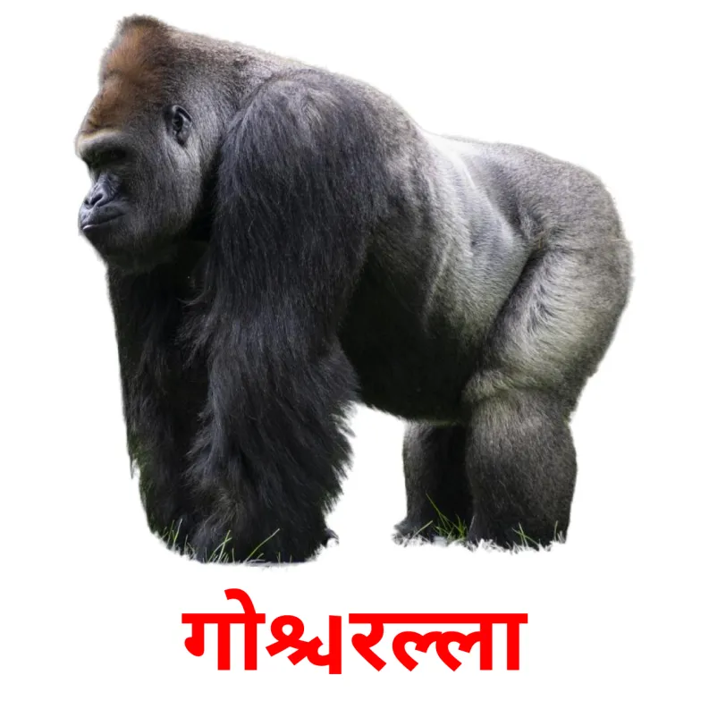 21 Jungle animals Flashcards in PDF | Hindi Pictures