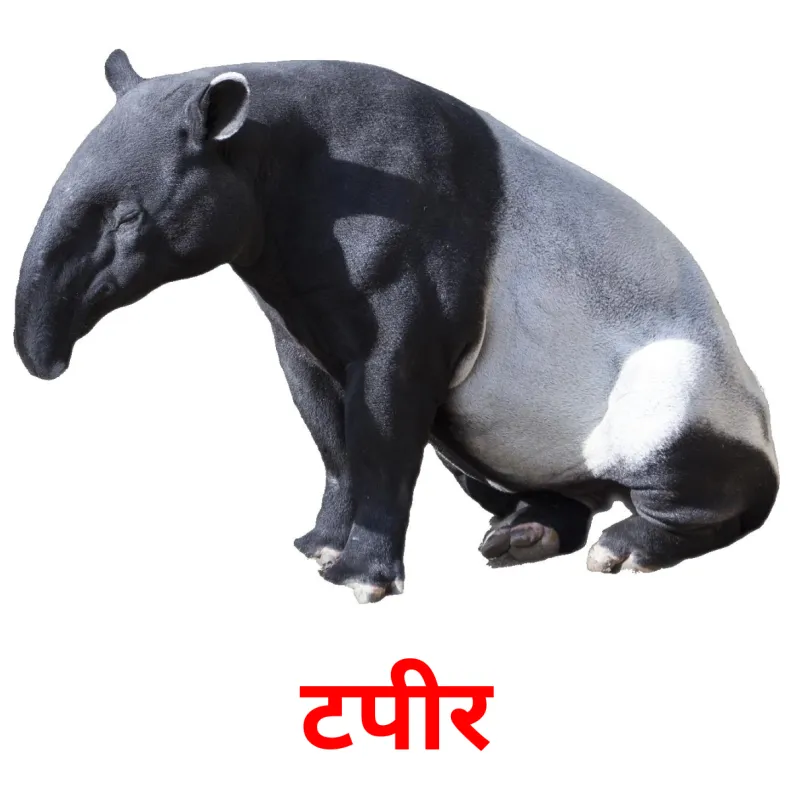21 FREE Jungle animals Flashcards | PDF | Hindi Words