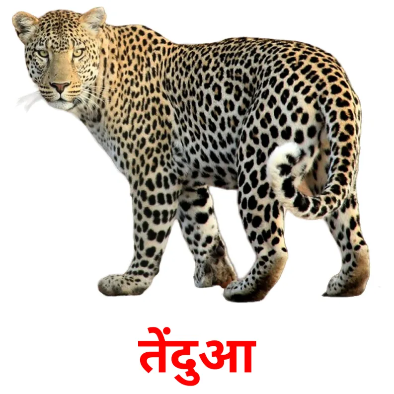 21 FREE Jungle animals Flashcards | PDF | Hindi Words