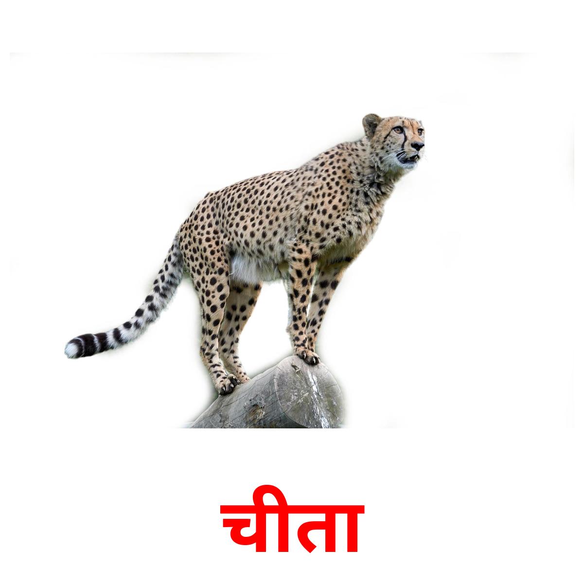 22 Printable Jungle animals Flashcards in Hindi (Free PDF)