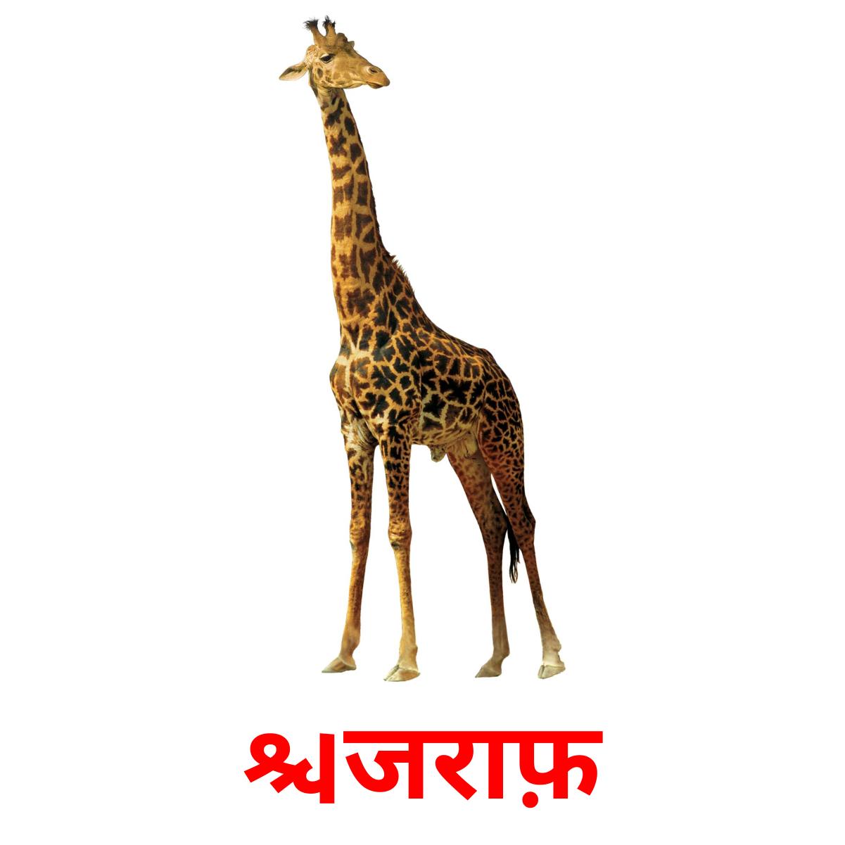 22 Printable Jungle animals Flashcards in Hindi (Free PDF)