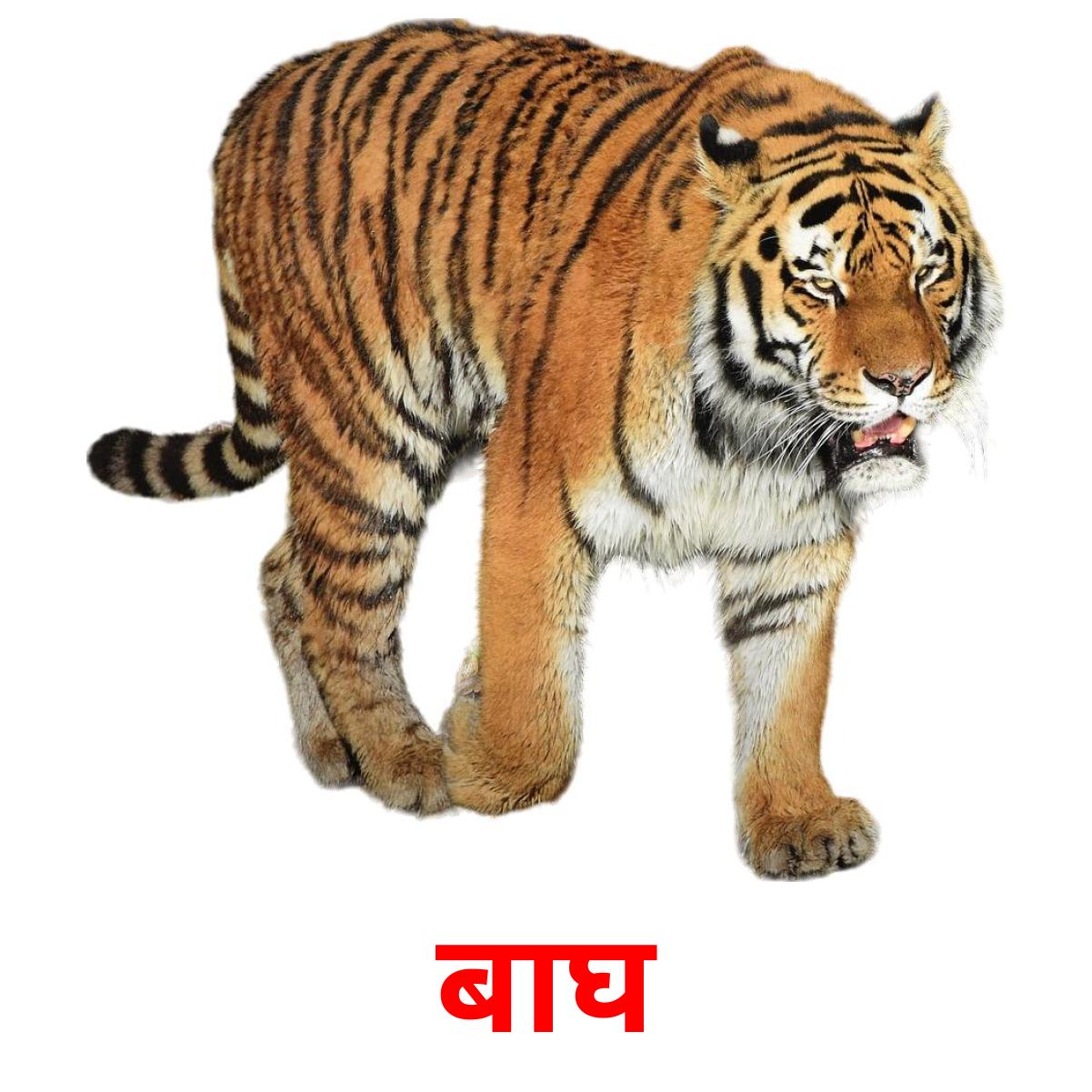 22 Printable Jungle animals Flashcards in Hindi (Free PDF)