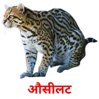 22 Printable Jungle animals Flashcards in Hindi (Free PDF)