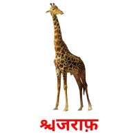 22 Printable Jungle animals Flashcards in Hindi (Free PDF)