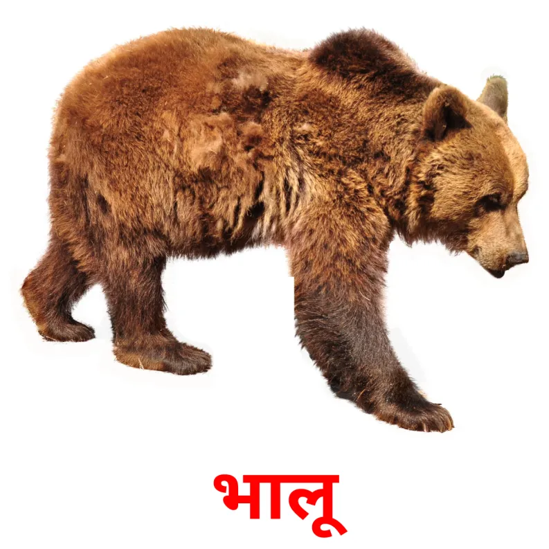 22 FREE Forest animals Flashcards | PDF | Hindi Words