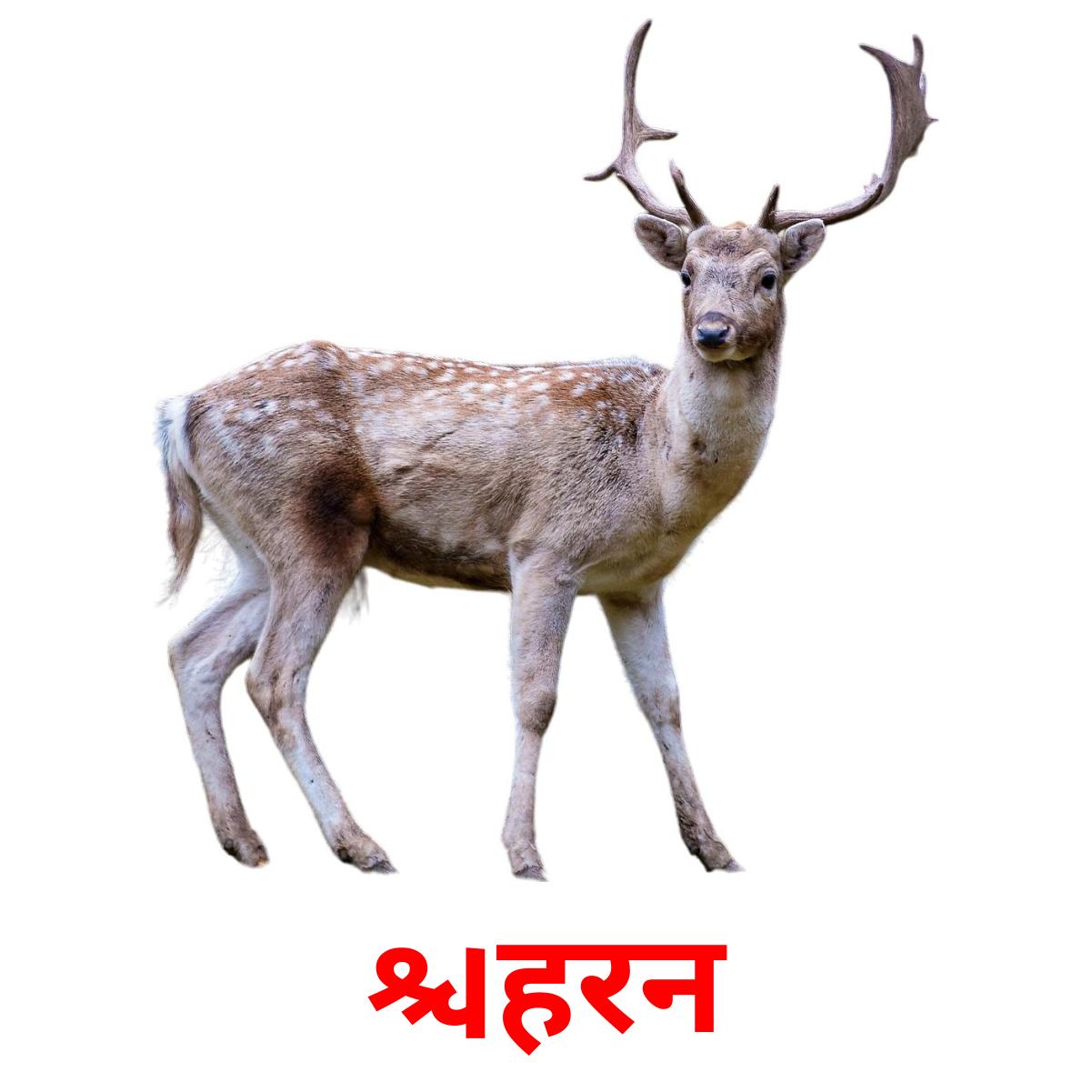 23 Printable Forest animals Flashcards in Hindi (Free PDF)