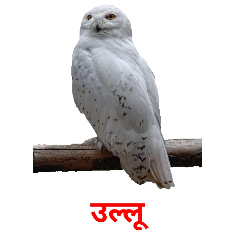 134 FREE Hindi Animals Flashcards | PDF