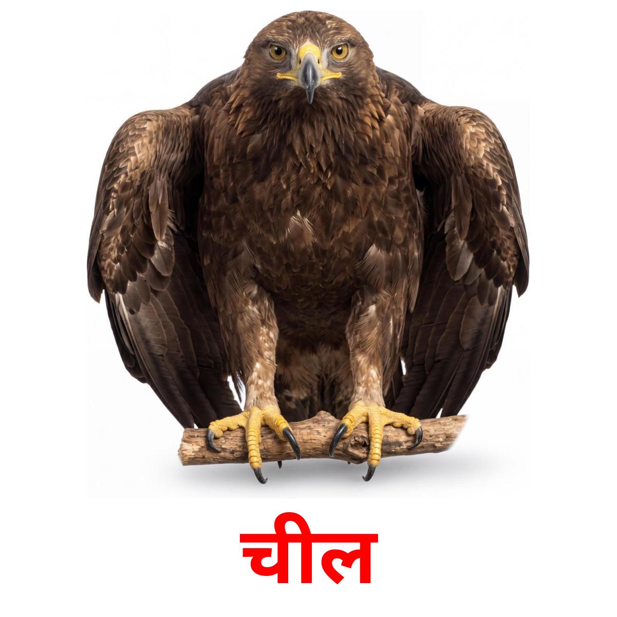 19 Printable Wild birds Flashcards in Hindi (Free PDF)