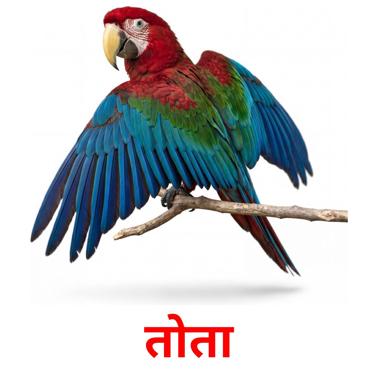 19 Printable Wild birds Flashcards in Hindi (Free PDF)