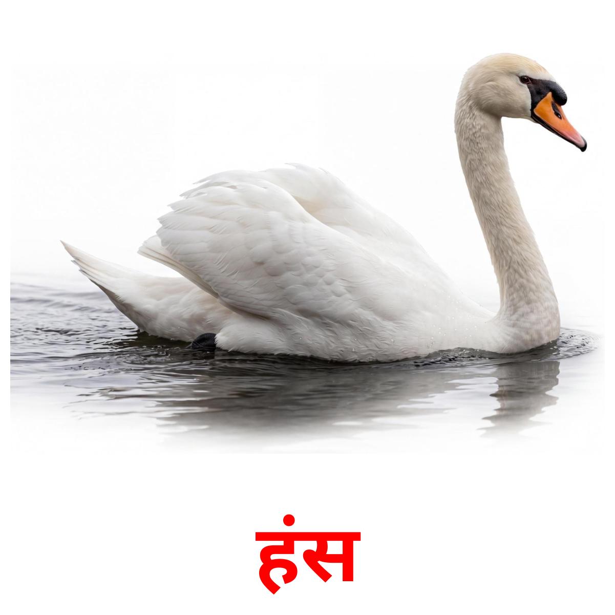 19 Printable Wild birds Flashcards in Hindi (Free PDF)