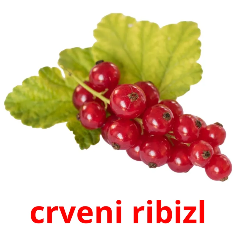 11 FREE Berries Flashcards in 4 PDF formats | Croatian Pictures