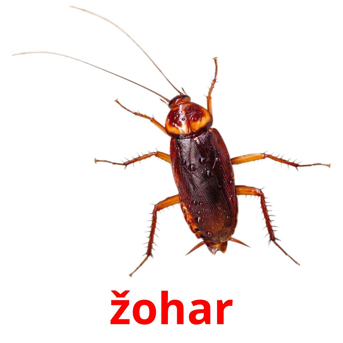 24 Printable Insects Flashcards in Croatian (Free PDF)