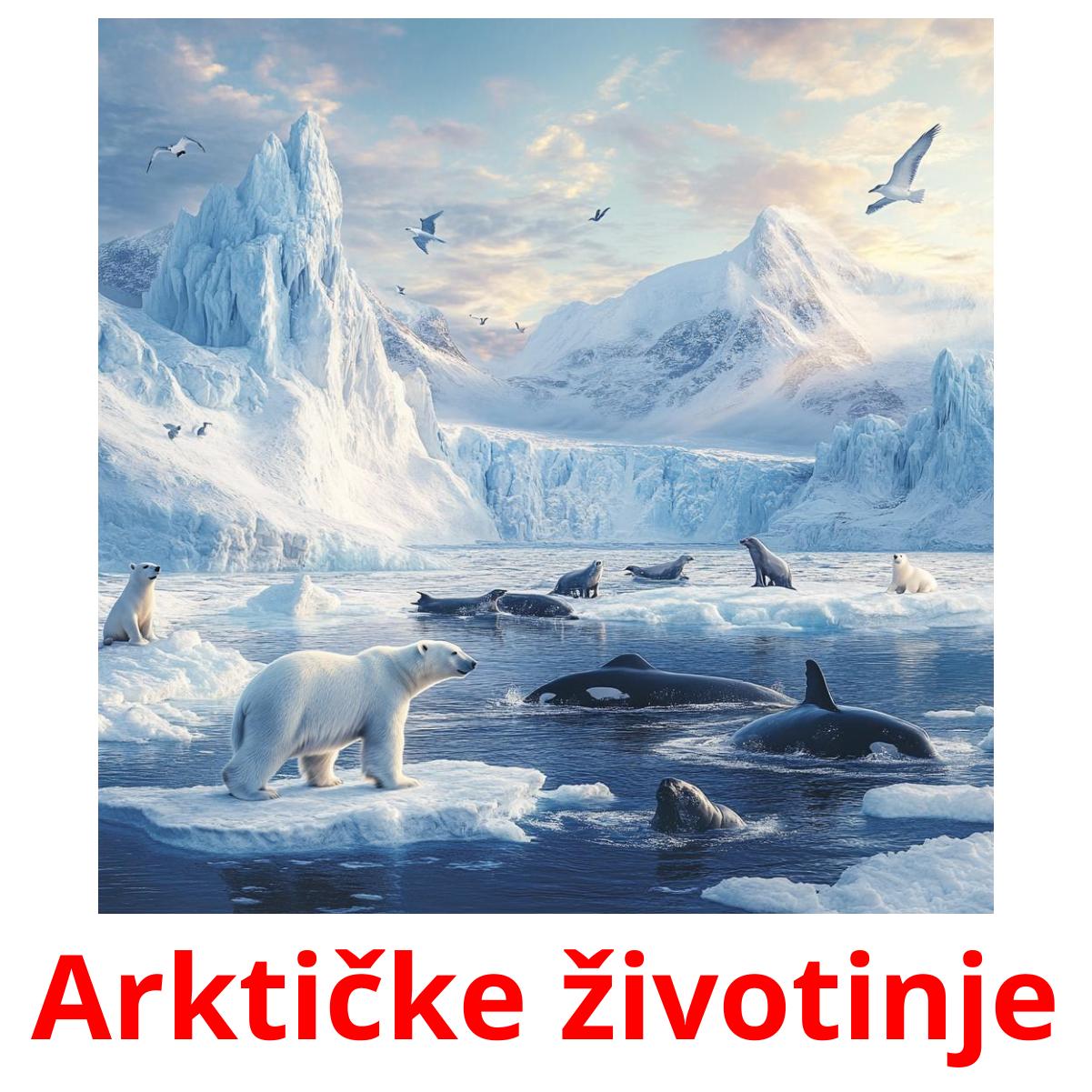 15 Printable Arctic animals Flashcards in Croatian (Free PDF)