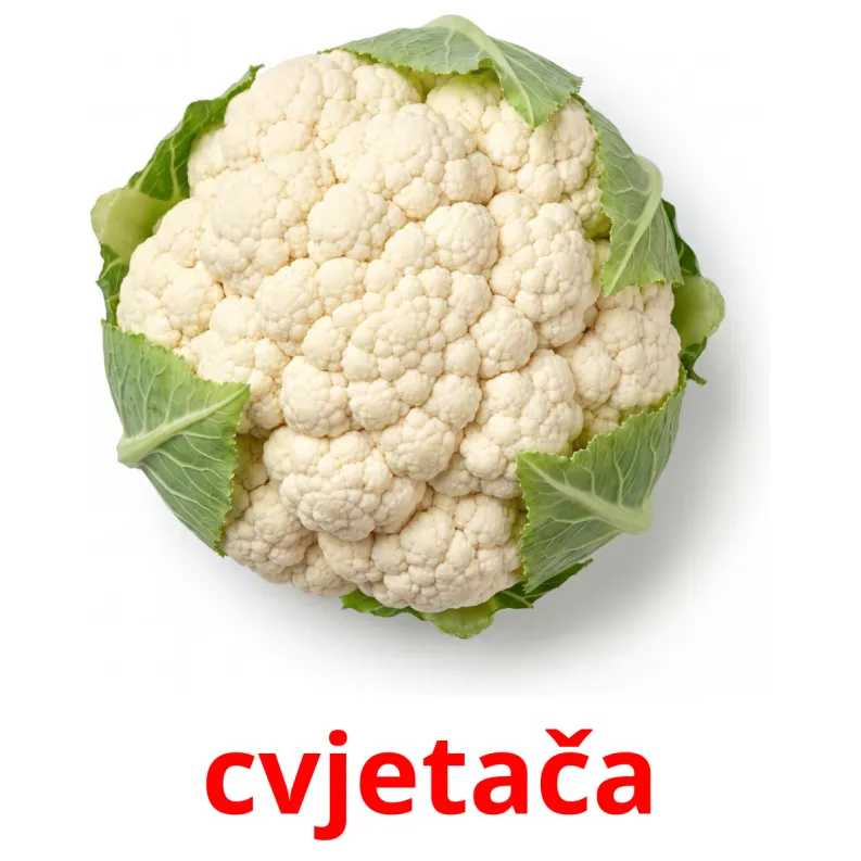 29 FREE Vegetables Flashcards | PDF | Croatian Words