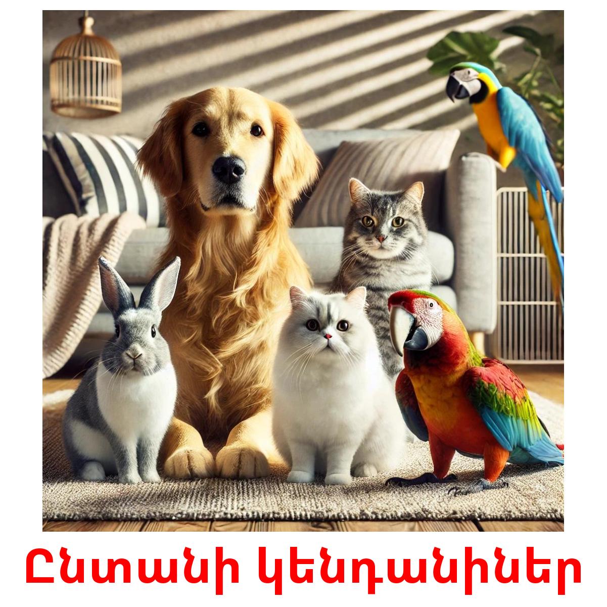 11 Printable Domestic animals Flashcards in Armenian (Free PDF)