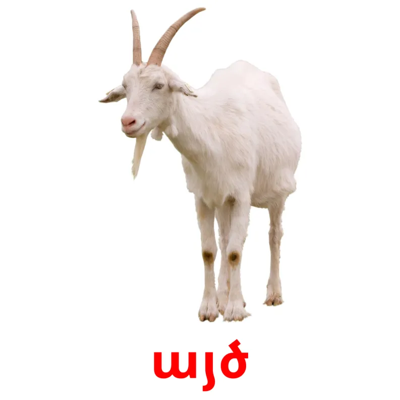 134 FREE Armenian Animals Flashcards | PDF