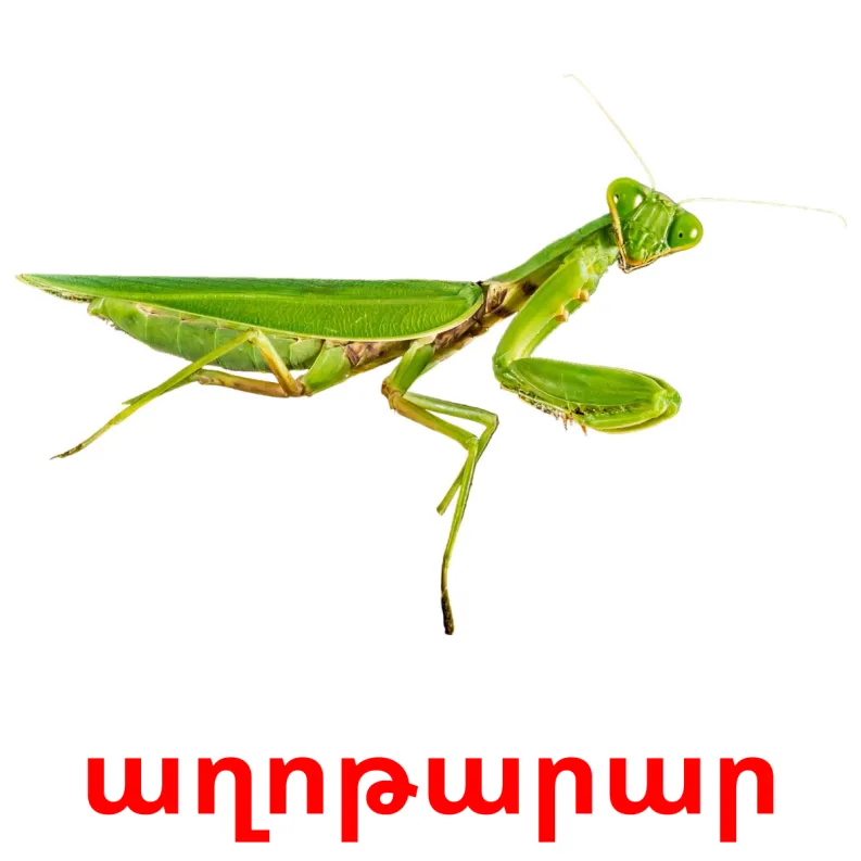 134 FREE Armenian Animals Flashcards | PDF