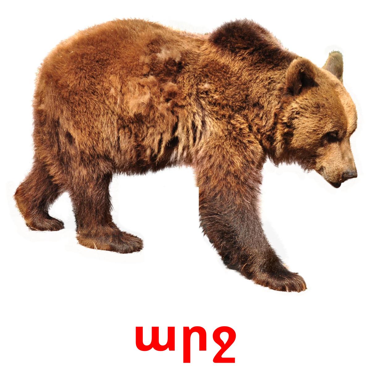 23 Printable Forest animals Flashcards in Armenian (Free PDF)