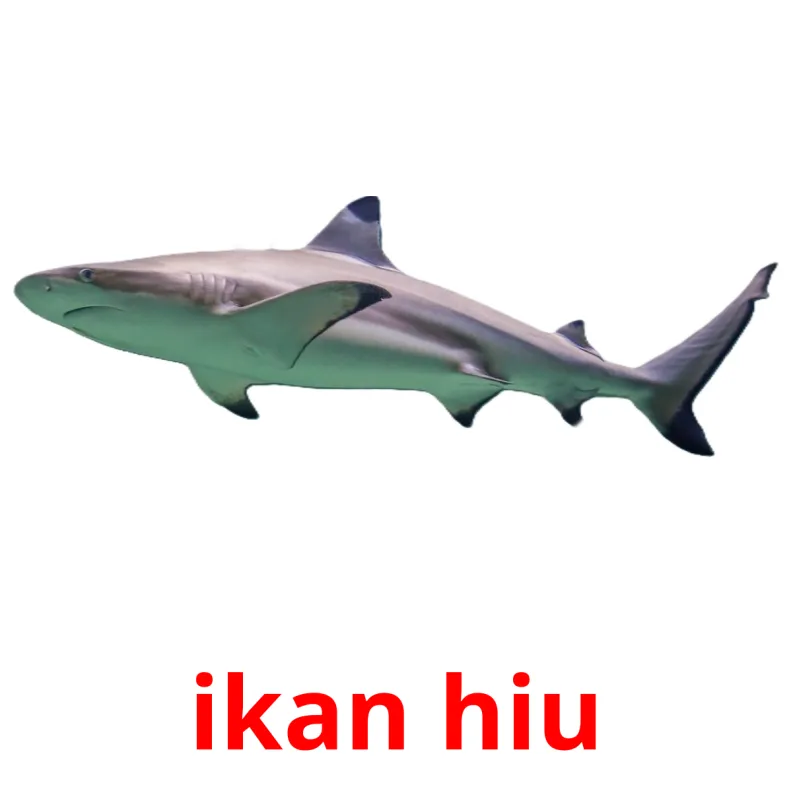 29 FREE Sea animals Flashcards | PDF | Indonesian Words