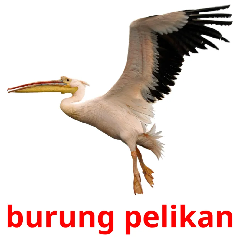 18 FREE Wild birds Flashcards | PDF | Indonesian Words