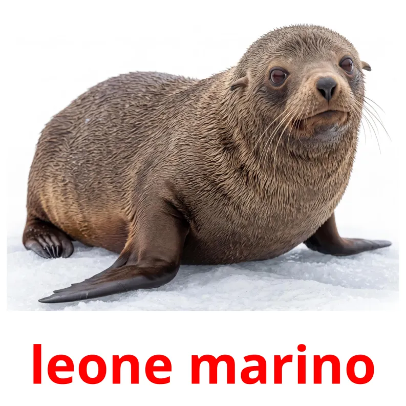29 FREE Sea animals Flashcards | PDF | Italian Words