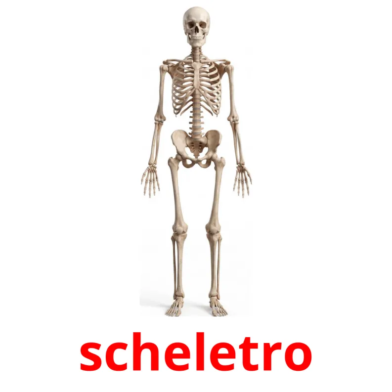 26 FREE Body Parts Flashcards | PDF | Italian Words