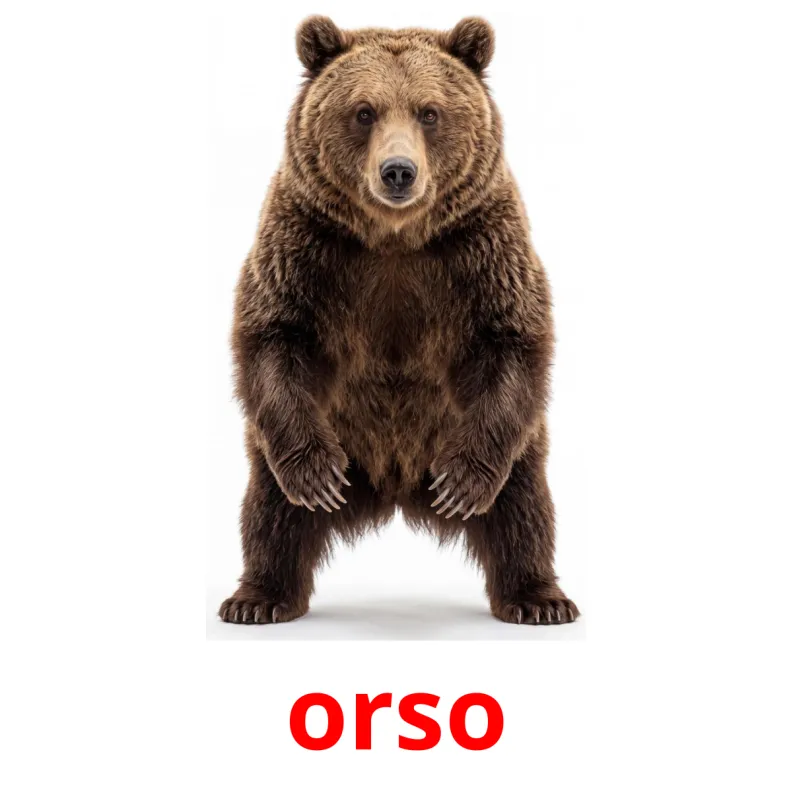 22 FREE Forest animals Flashcards | PDF | Italian Words