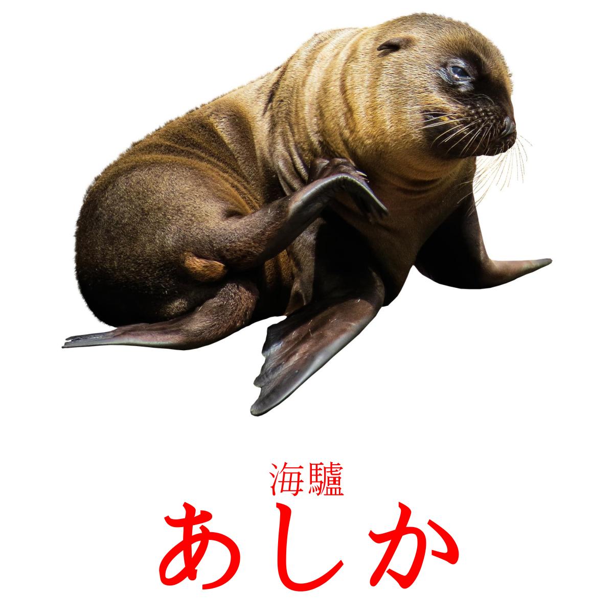 141 FREE Japanese Animals Flashcards | PDF