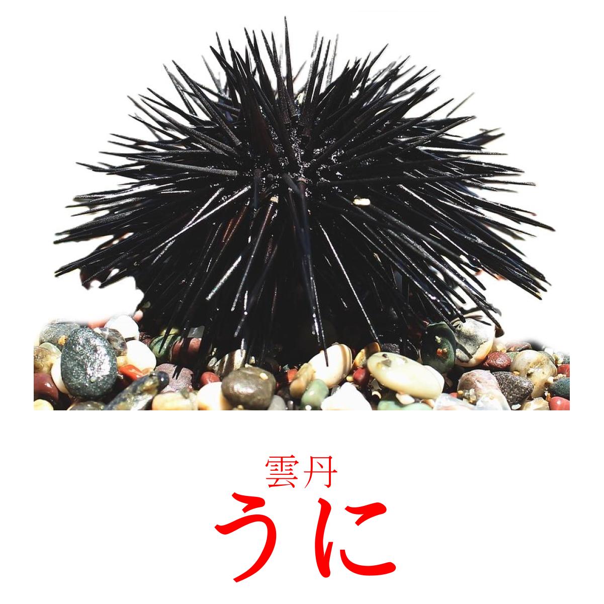 30 Printable Sea animals Flashcards in Japanese (Free PDF)