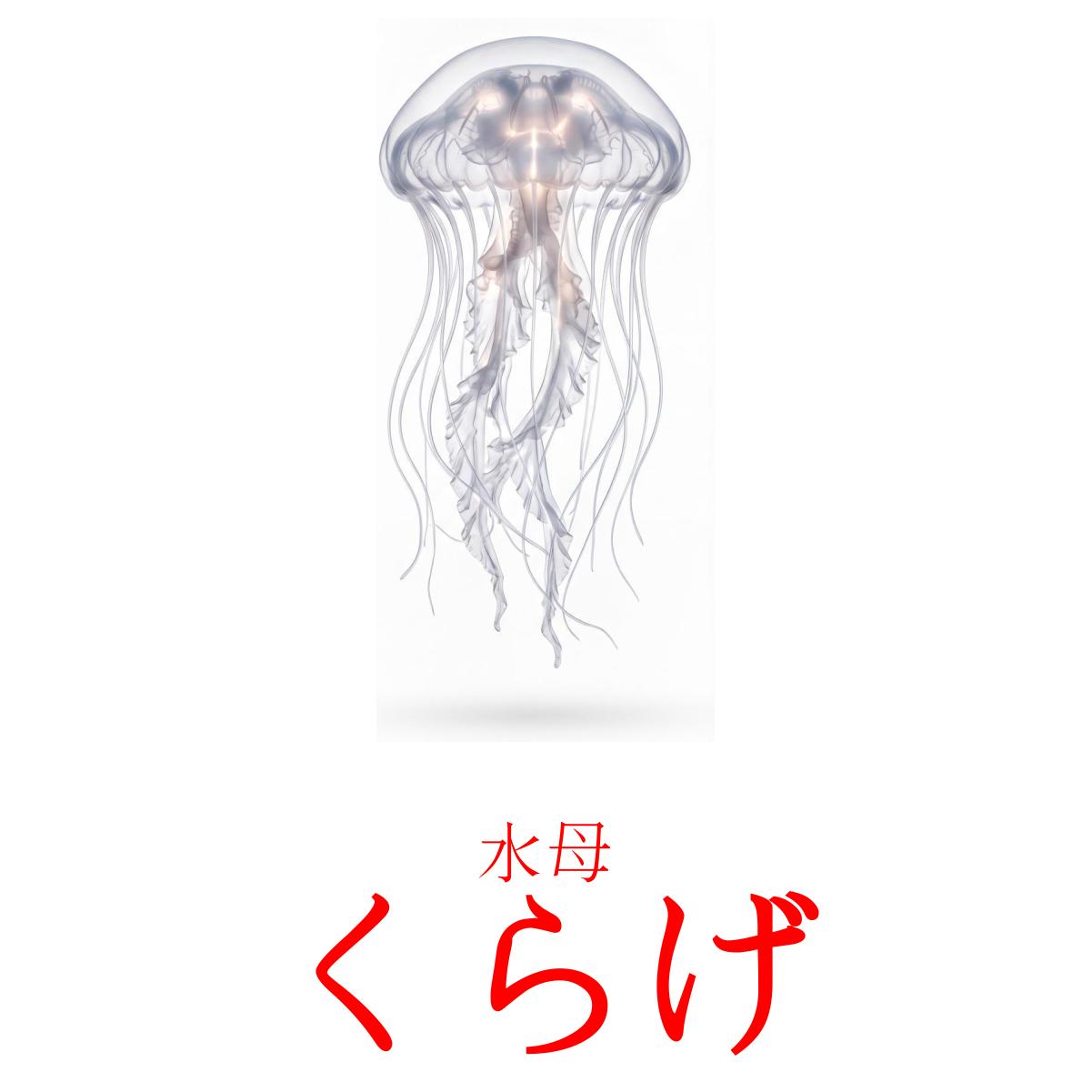 29 FREE Sea animals Flashcards | PDF | Japanese Words