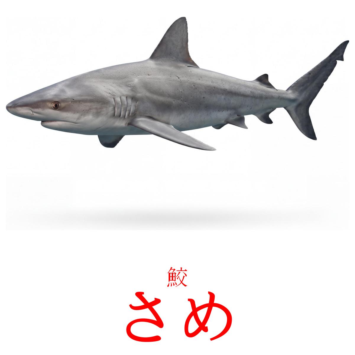 30 Printable Sea animals Flashcards in Japanese (Free PDF)