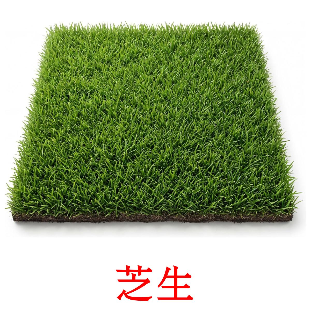 19 Printable Garden Flashcards in Japanese (Free PDF)