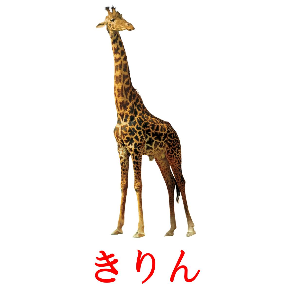 22 Printable Jungle animals Flashcards in Japanese (Free PDF)